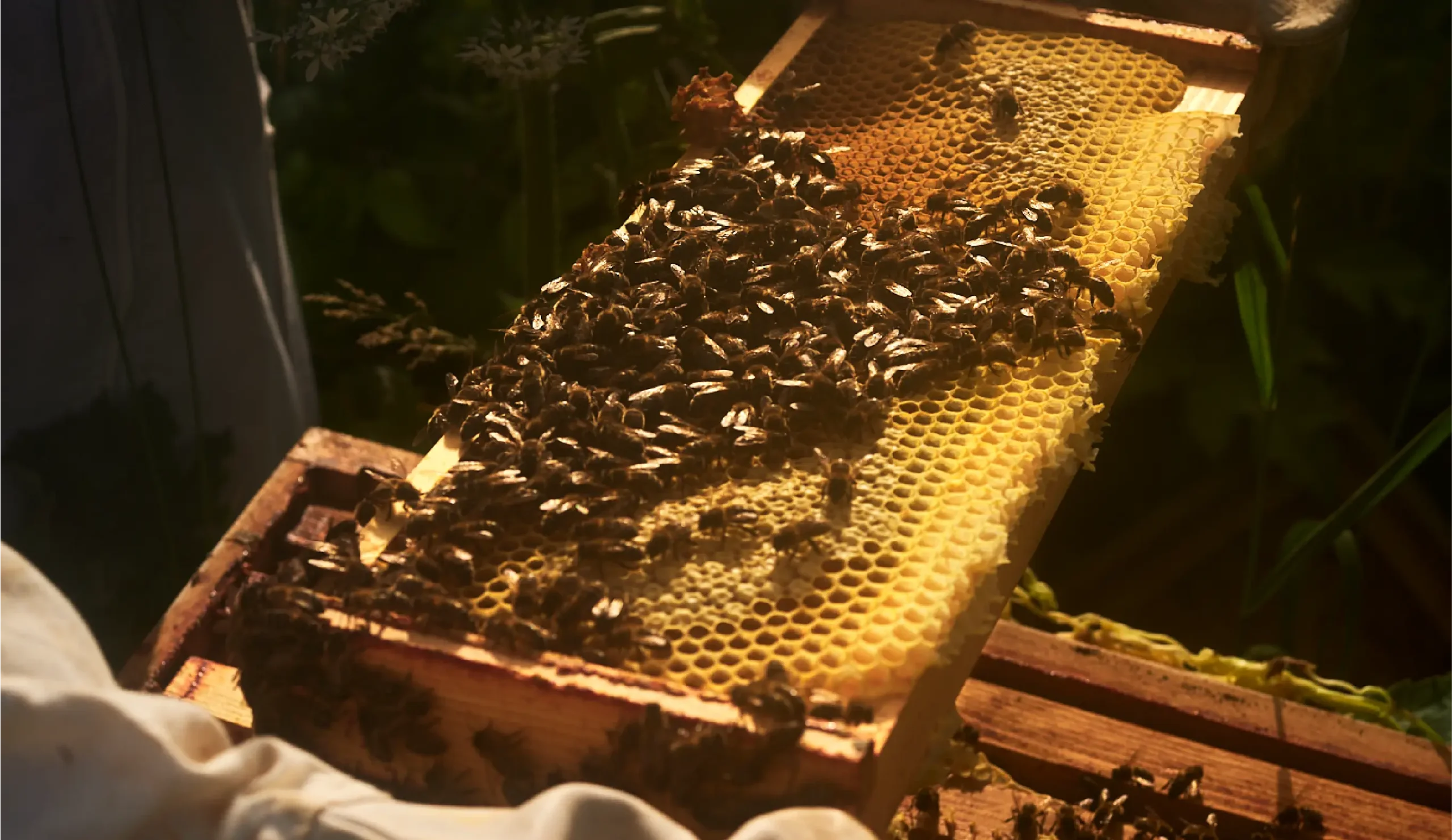 All About Beekeeping Experience - Brookfield Farm