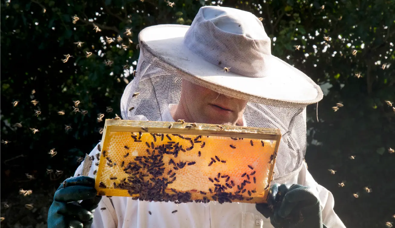 All about Beekeeping and Native Honeybee Experience - Brookfield Farm